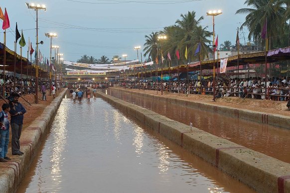 Photo Feature: Buffalo race in Puttur, Karnataka - The American Bazaar