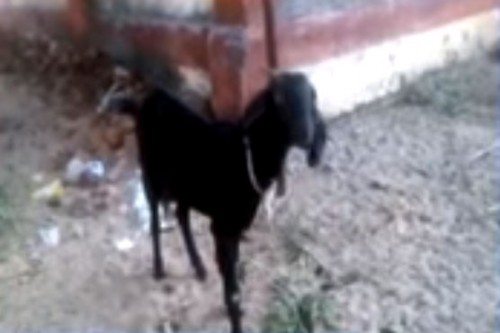 Goat arrested in India for trespassing on garden of a judge - The ...