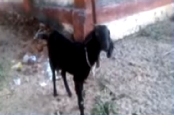 Goat arrested in India for trespassing on garden of a judge - The ...