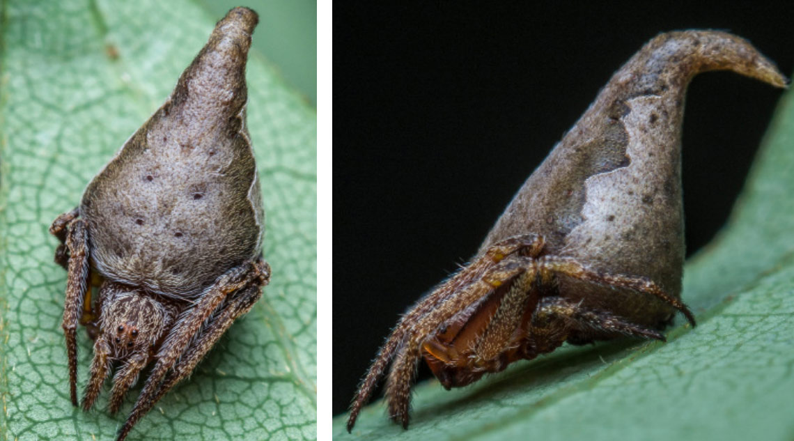 New spider species named after Harry Potter character Godric Gryffindor ...