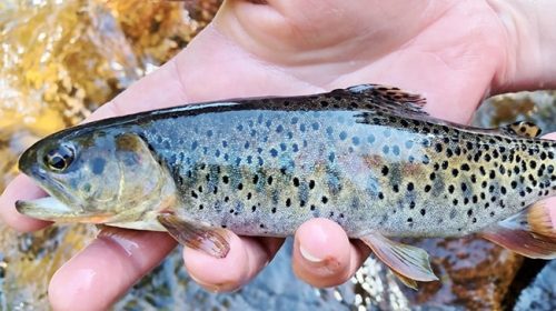 Extinct fish brought back to life 100 Years after